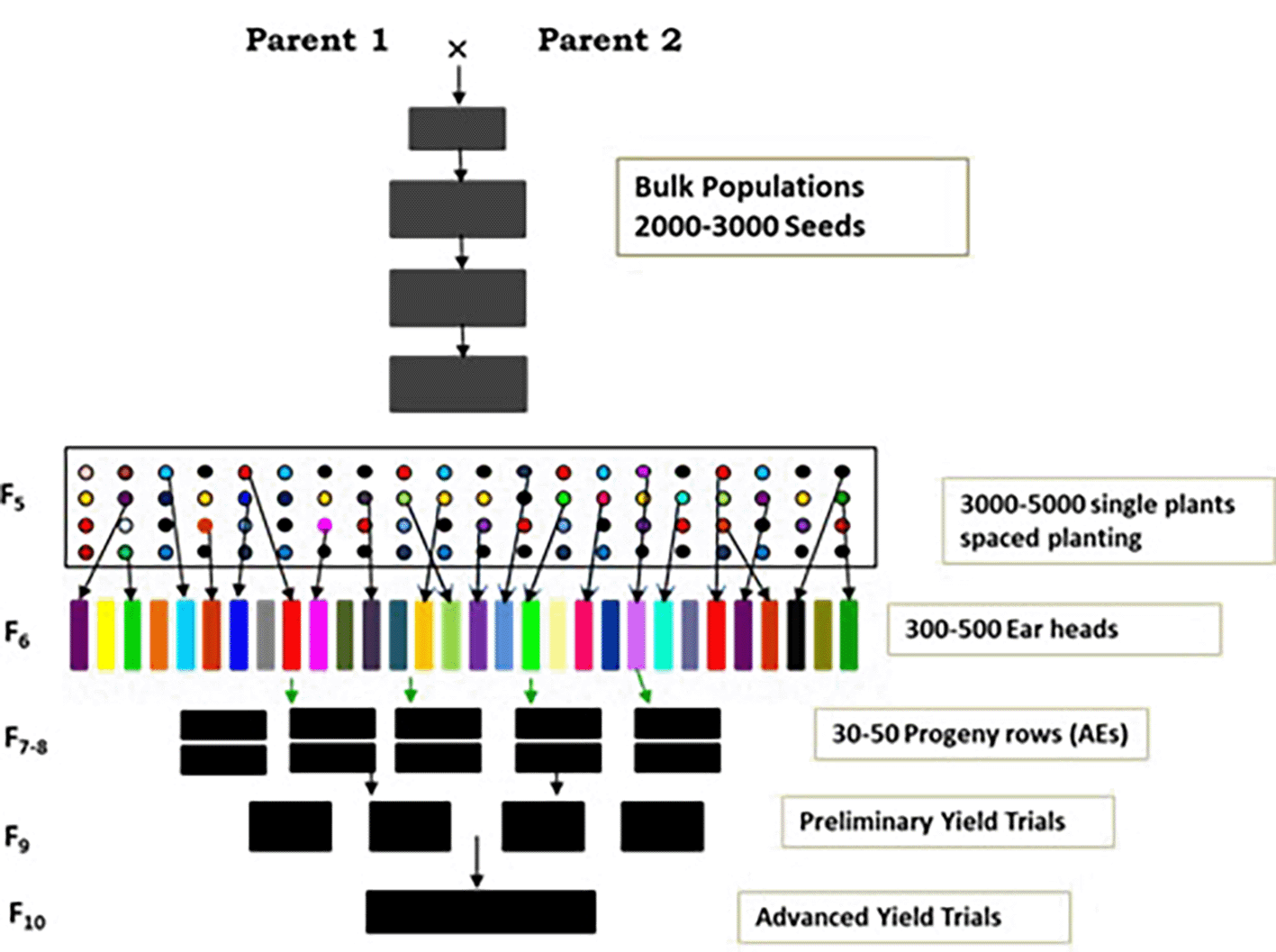Breeding and Selection Strategies to Accelerate Genetic... | VeriXiv