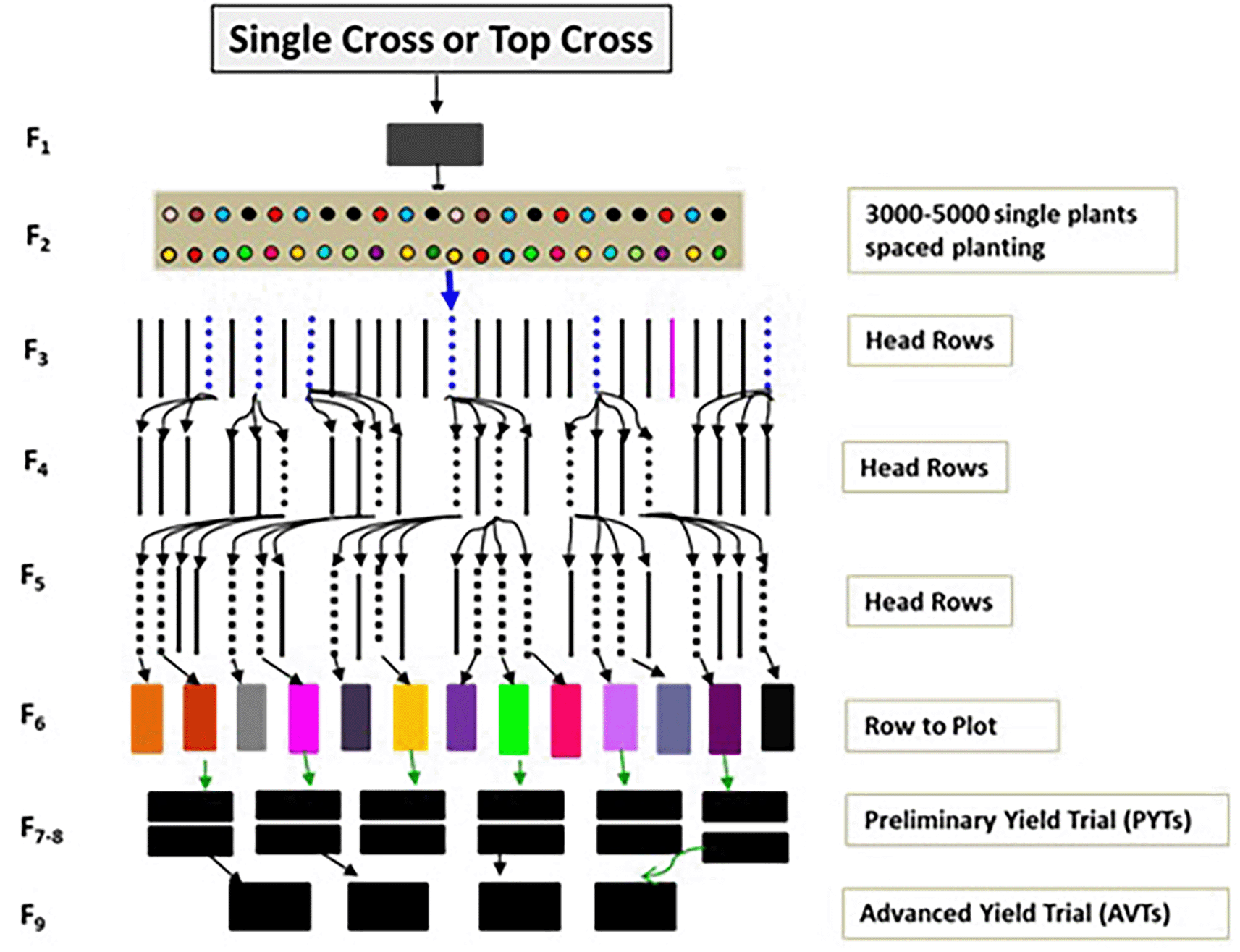 Breeding and Selection Strategies to Accelerate Genetic... | VeriXiv