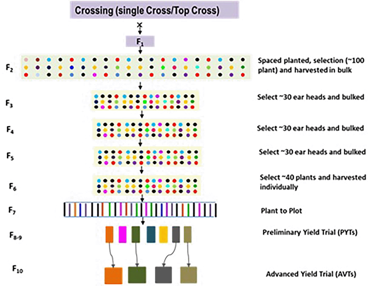 Breeding and Selection Strategies to Accelerate Genetic... | VeriXiv