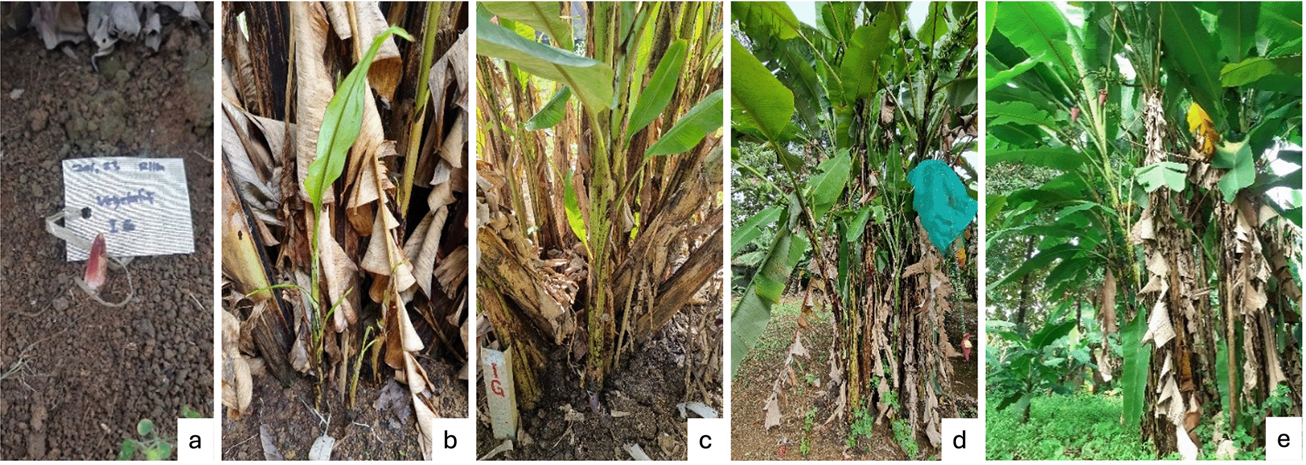Physiological Maturity Determination of Wild Banana (Musa... | VeriXiv