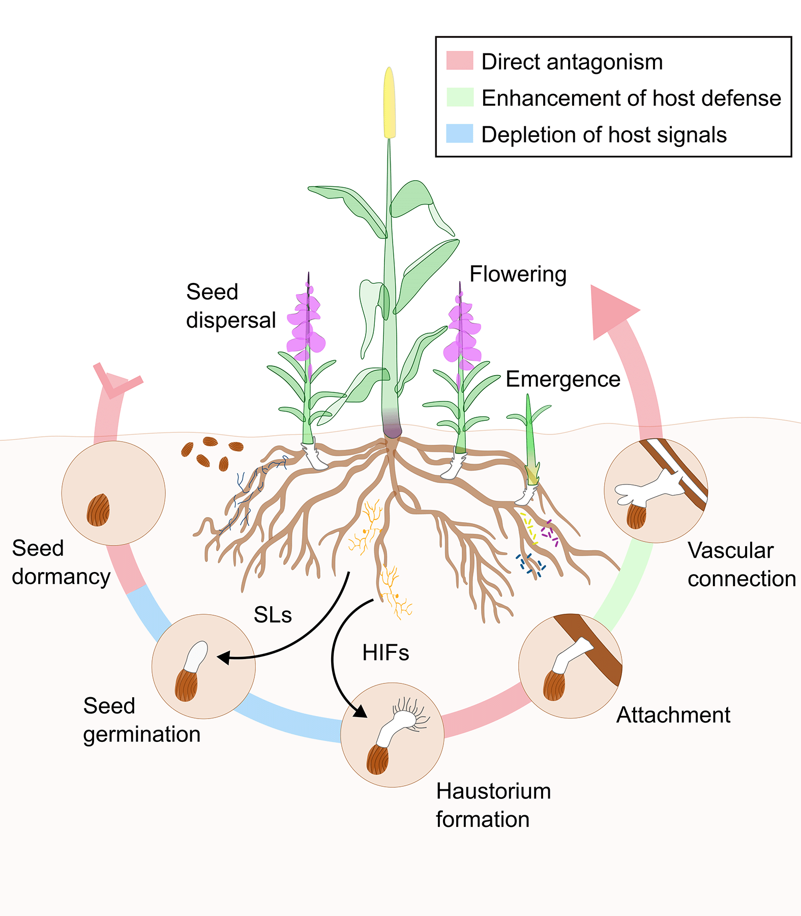 The Role of Soil Microbiota in the Control of Parasitic... | VeriXiv