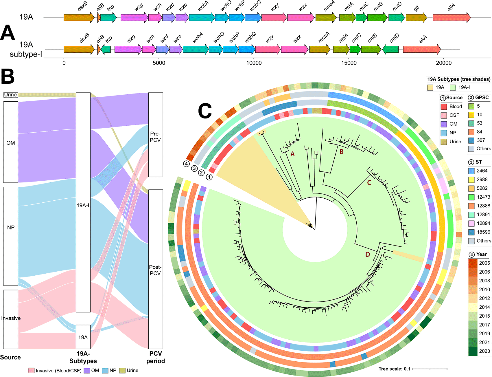 Evolution of pneumococcal serotype 19A in Bangladesh:... | VeriXiv